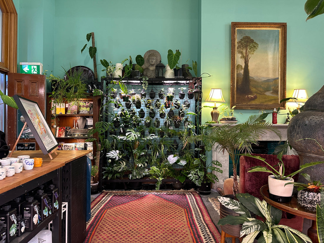 About – Holy Grail Plants